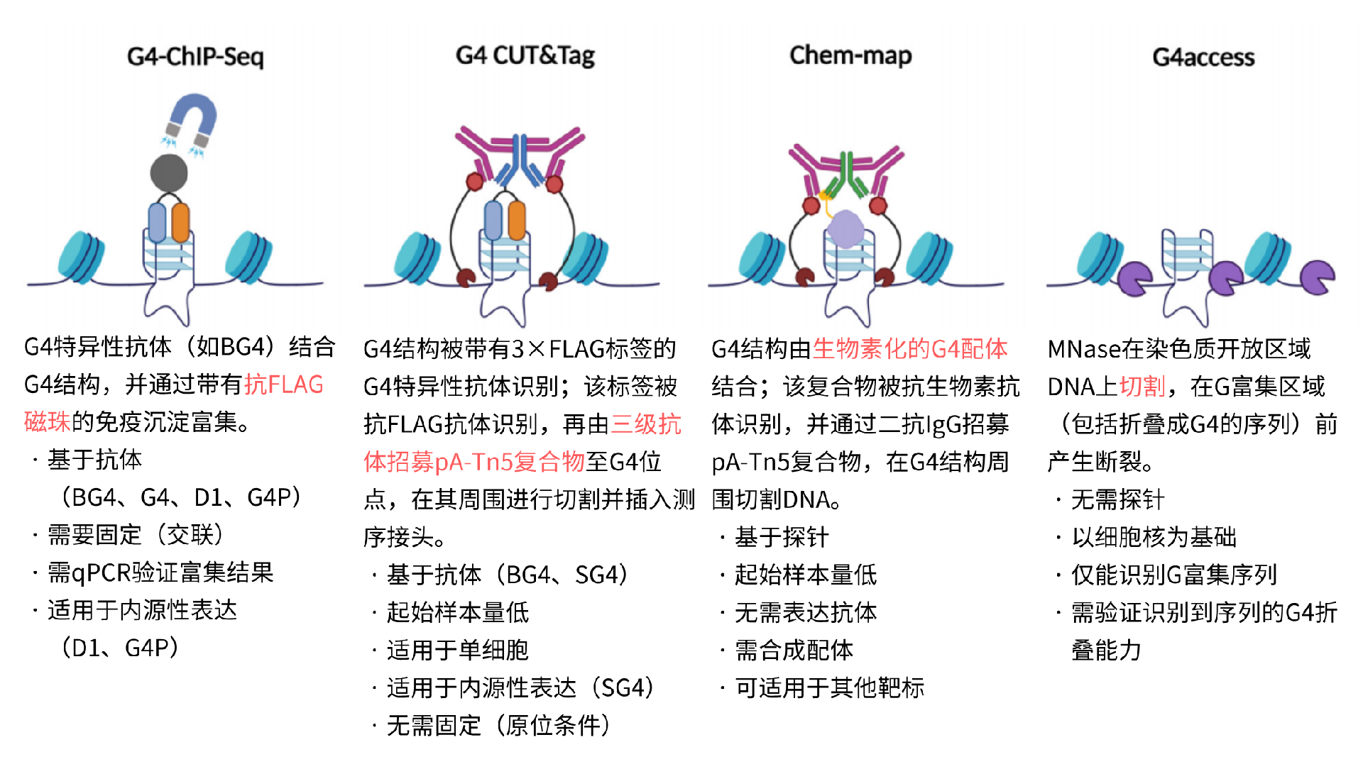 G4-loop：RNA–DNA结构互作揭示基因调控新机制-广州新蓝基因 专注表观测序服务